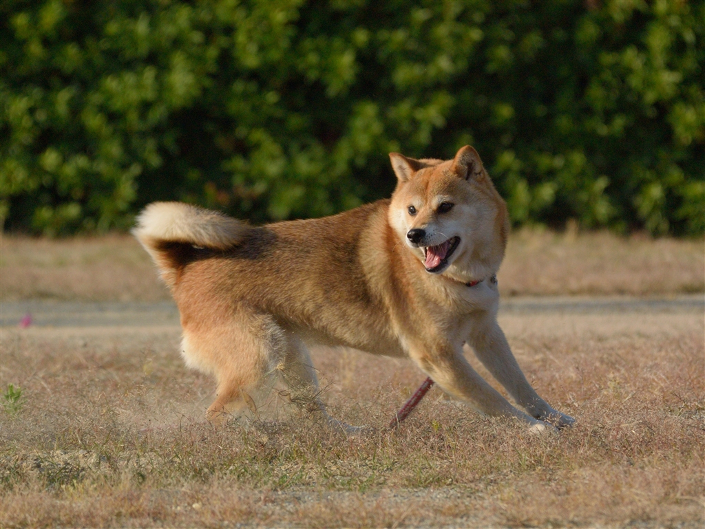 価格.com - 『実はボールを見失って探している(笑)』ニコン 1 NIKKOR VR 70-300mm f/4.5-5.6 [ブラック ...
