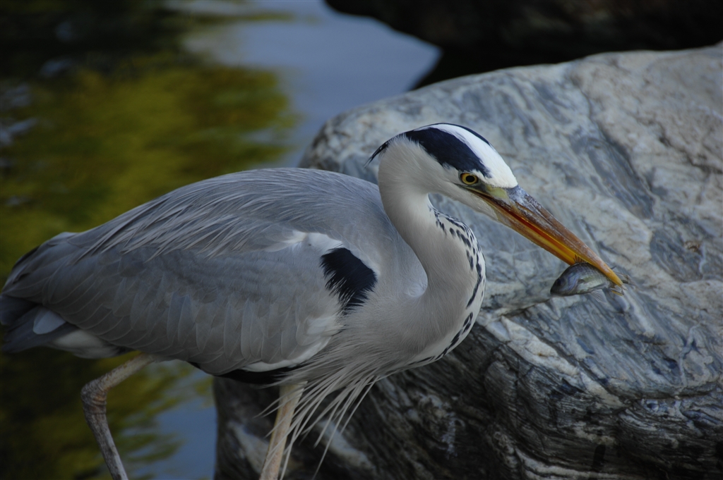 価格.com - 『アオサギのハンティング』ニコン D2X ボディ blackcat2さん のクチコミ掲示板投稿画像・写真「気軽なD2Xの作例 ...