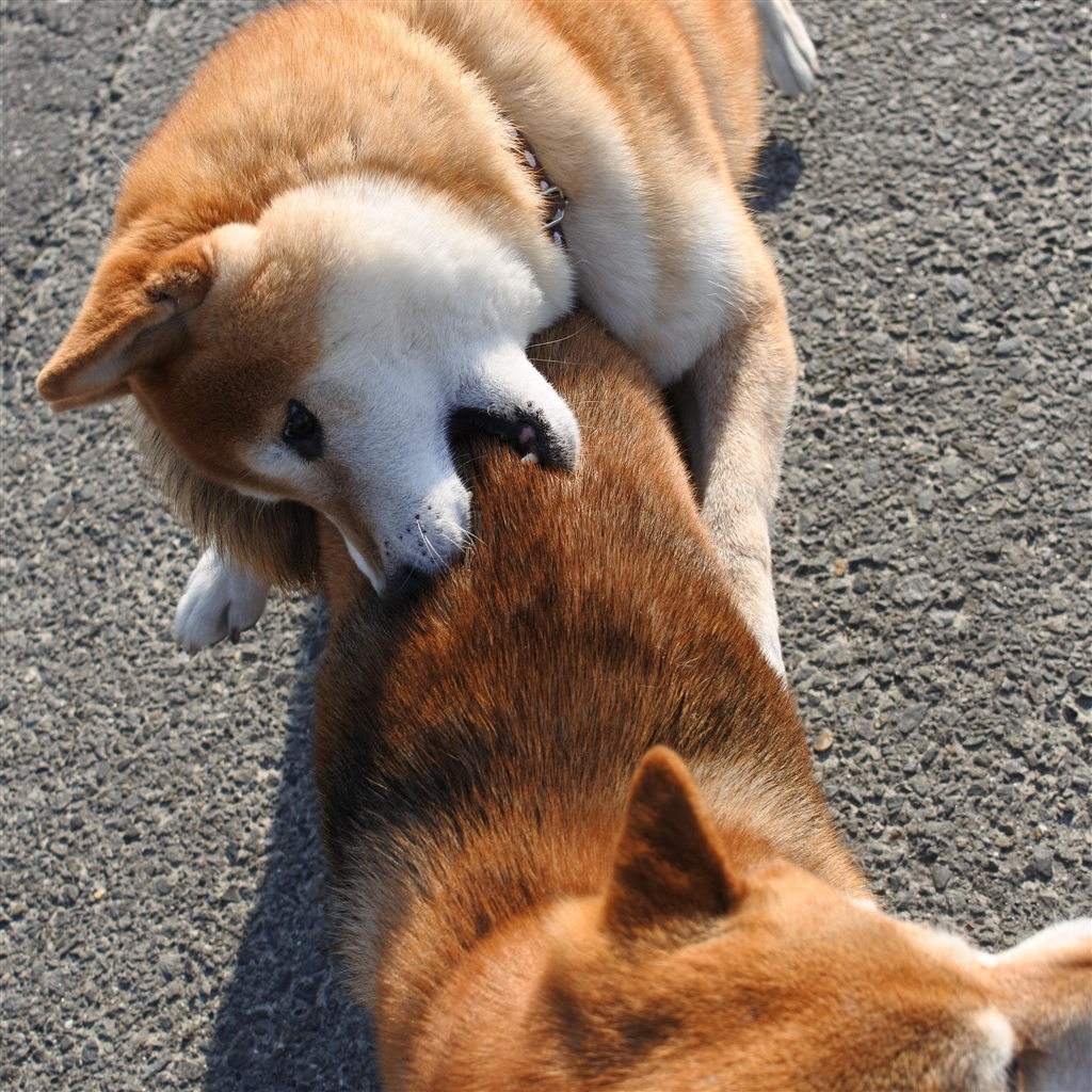 価格.com - 『J5』ニコン Nikon 1 J5 ダブルレンズキット M.Sakuraiさん のクチコミ掲示板投稿画像・写真「NIKON ...