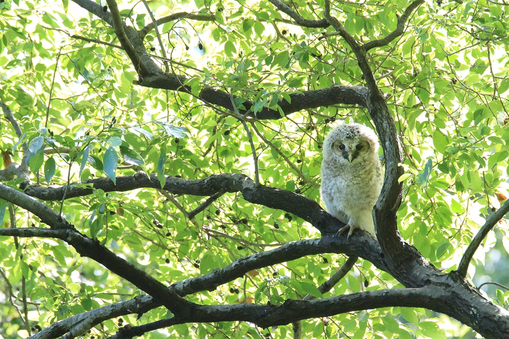 価格.com - 『雨が乾いてフサフサになってきました。』CANON EOS M2 ボディ タクミYさん のクチコミ掲示板投稿画像・写真「M2 ...