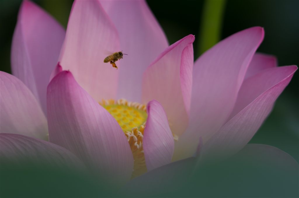 価格.com - 『DA★200+K-5。 こちらはf4ですが、K-3に乗り換えてもあまり違和感無かったです。』ペンタックス smc ...