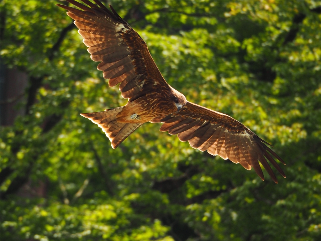 価格.com - オリンパス OLYMPUS OM-D E-M1 12-40mm F2.8 レンズキット Captain Caribeさん の ...
