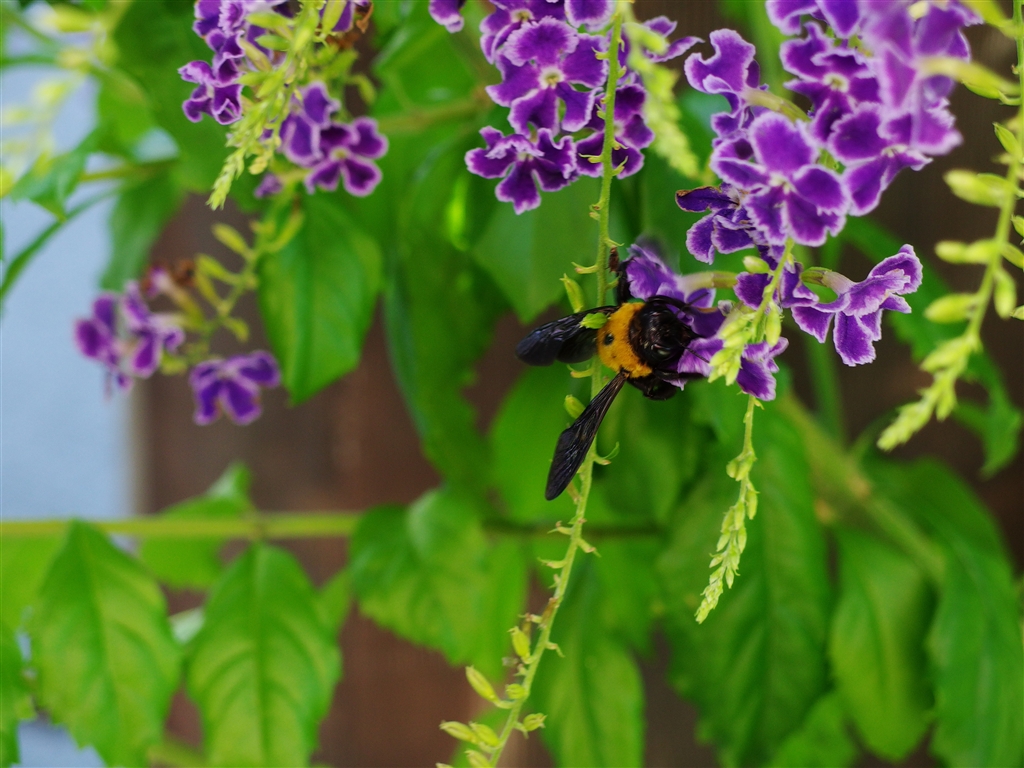 価格.com - 『ちょっと、ピントが甘いかな？』ペンタックス PENTAX MX-1 STAR11さん のクチコミ掲示板投稿画像・写真「購入 ...