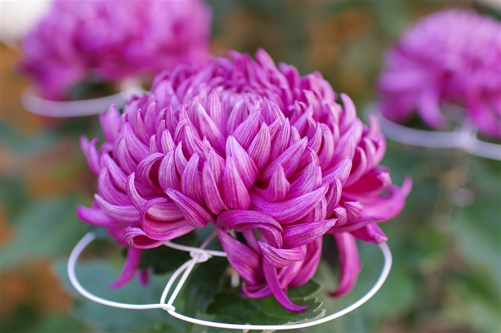 価格.com - 『笠間の菊まつり』シグマ 30mm F1.4 DC HSM [ペンタックス用] ななしの2004さん のクチコミ掲示板投稿 ...