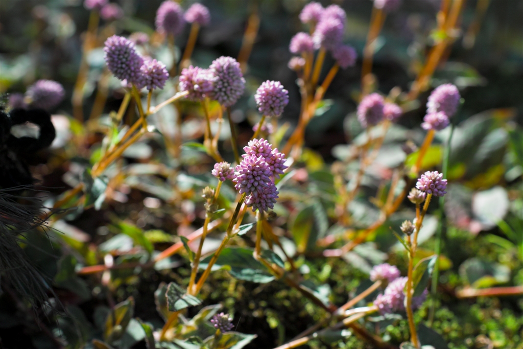 価格.com - シグマ SD15 イメージングキット [18-125mm F3.8-5.6 DC OS HSM付] もとぱんさん のクチコミ ...