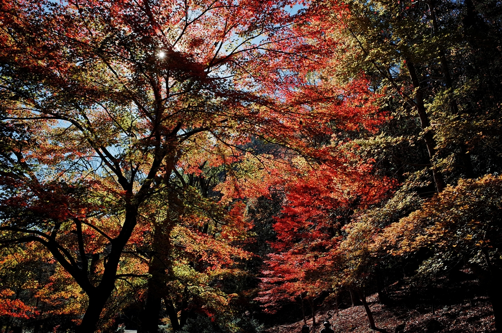 価格.com - 『GR 愛知県民の森』リコー RICOH GR テンプル2005さん のクチコミ掲示板投稿画像・写真「紅葉、楽しんでいますか ...