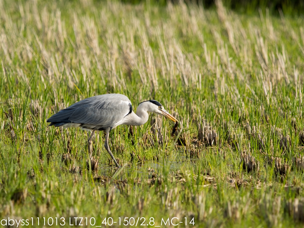 価格.com - パナソニック LUMIX G X VARIO PZ 45-175mm/F4.0-5.6 ASPH./ POWER O.I.S ...
