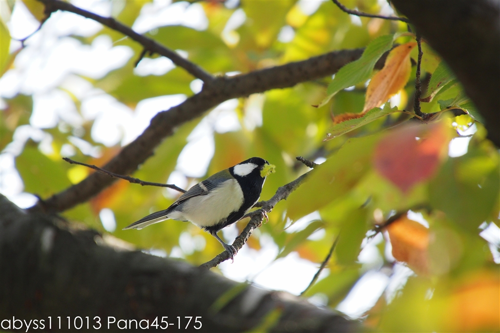 価格.com - パナソニック LUMIX G X VARIO PZ 45-175mm/F4.0-5.6 ASPH./ POWER O.I.S ...