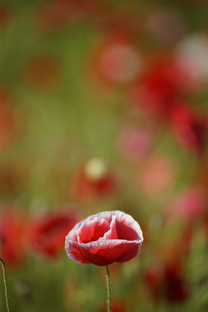 価格.com - SONY α7R ILCE-7R ボディ フォトトトさん のクチコミ掲示板投稿画像・写真「初代α7からのステップアップとして ...