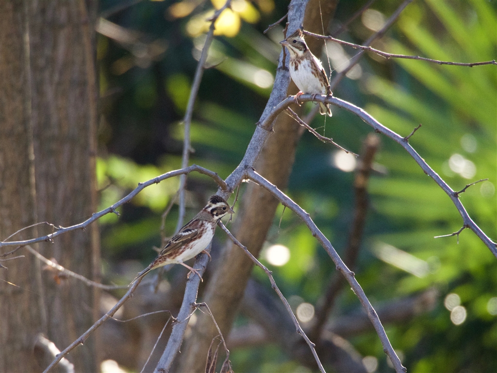 価格.com - オリンパス M.ZUIKO DIGITAL ED 75-300mm F4.8-6.7 II [ブラック] Captain ...