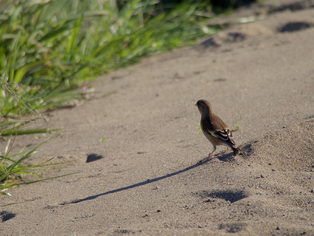 価格.com - オリンパス M.ZUIKO DIGITAL ED 75-300mm F4.8-6.7 II [ブラック] Captain ...