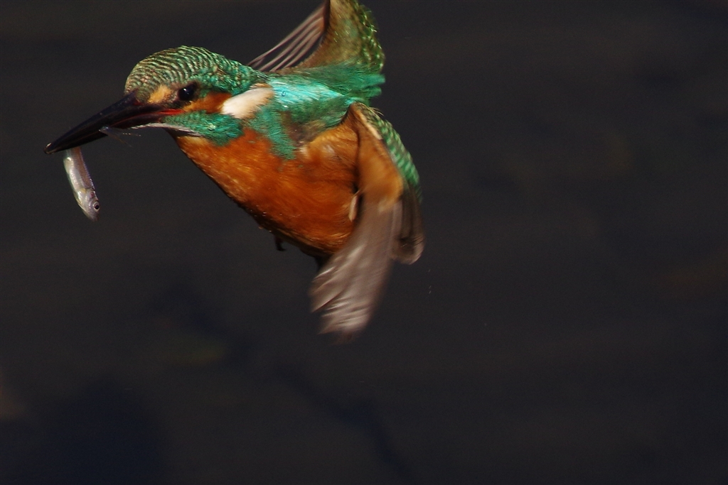 価格.com - ペンタックス HD PENTAX-D FA 150-450mmF4.5-5.6ED DC AW ronjinさん のクチコミ ...