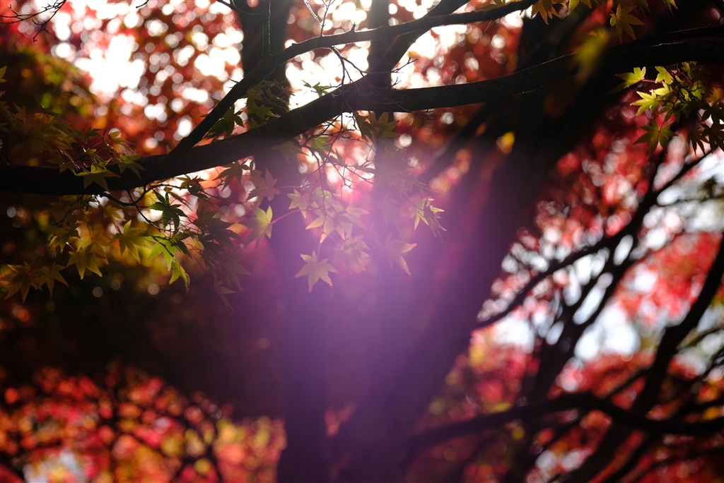 価格.com - 富士フイルム FUJIFILM X-Pro2 ボディ junshinさん のクチコミ掲示板投稿画像・写真「ゴーストに発生した ...