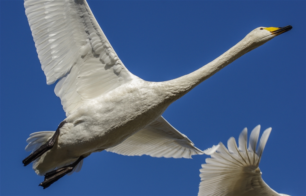 価格.com - 『マクロじゃあるまいしねえ～ ぶつかるぞ^^』ペンタックス HD PENTAX-D FA 150-450mmF4.5-5 ...