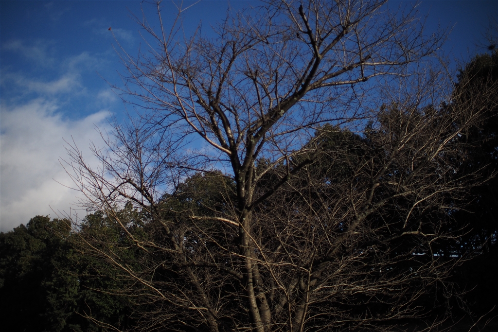 価格.com - 『ND8使用で絞り解放F0.95で撮ってみた』コシナ フォクトレンダー NOKTON 17.5mm F0.95 田舎っぺ写真 ...