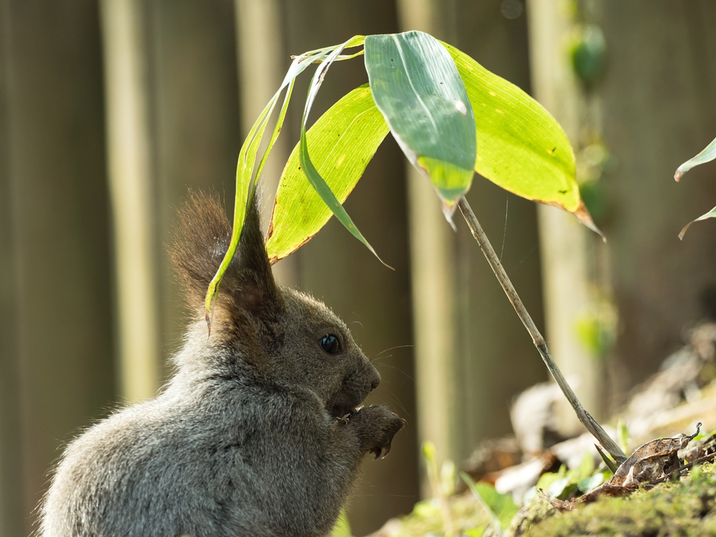 価格.com - オリンパス M.ZUIKO DIGITAL ED 300mm F4.0 IS PRO 五十肩のオッサンさん のクチコミ掲示板 ...