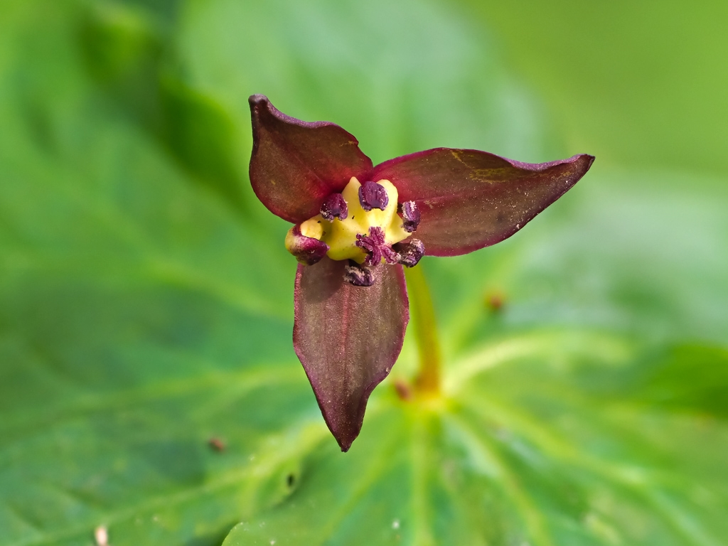 価格.com - オリンパス M.ZUIKO DIGITAL ED 300mm F4.0 IS PRO 五十肩のオッサンさん のクチコミ掲示板 ...