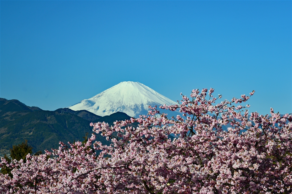 価格.com - 『大井松田の河津桜』TAMRON 28-300mm F/3.5-6.3 Di VC PZD (Model A010 ...