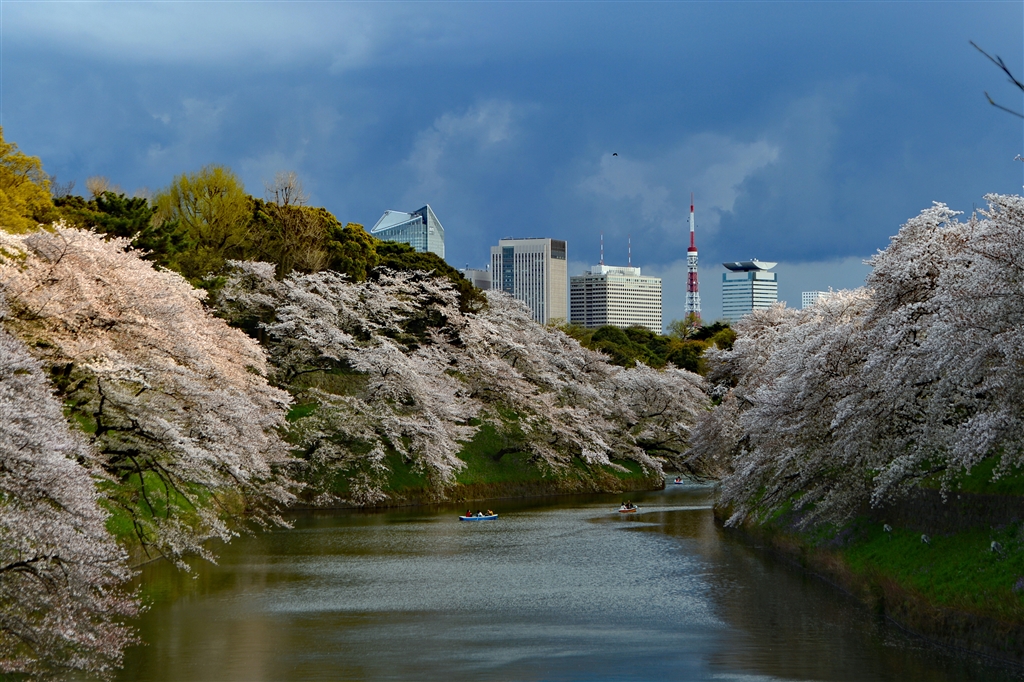価格.com - 『千鳥が淵』TAMRON 28-300mm F/3.5-6.3 Di VC PZD (Model A010) [ニコン用 ...