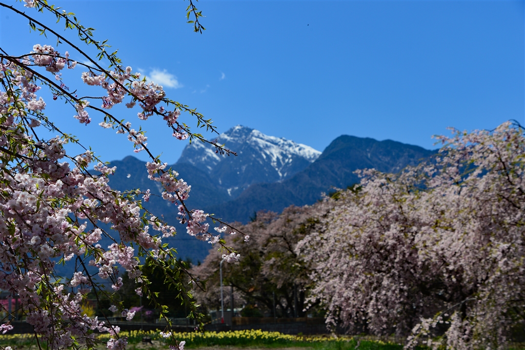 価格.com - 『眞原の桜並木』TAMRON 28-300mm F/3.5-6.3 Di VC PZD (Model A010) [ニコン用 ...