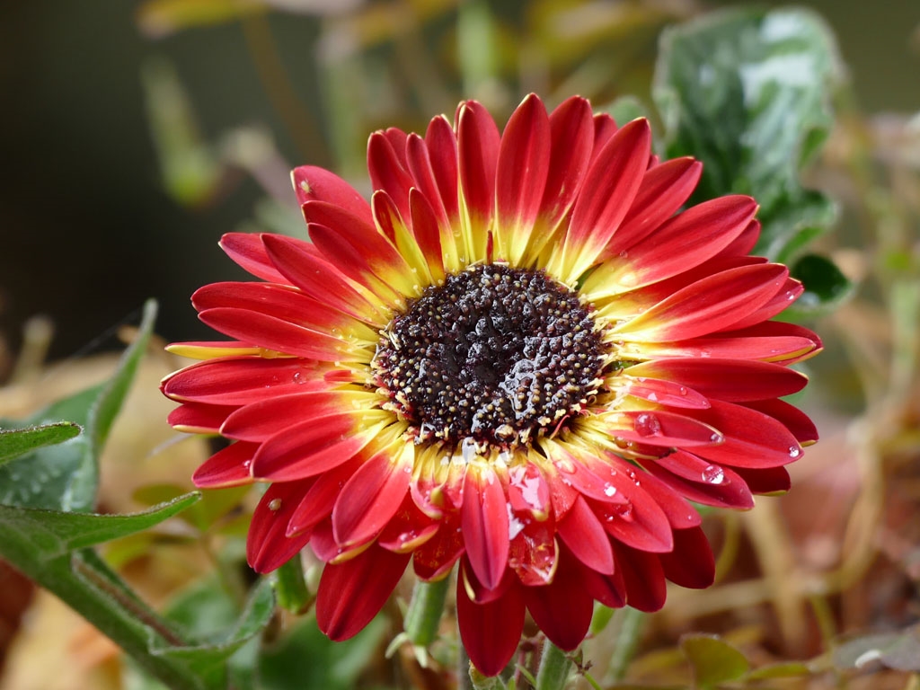 価格.com - 『Mサイズ』パナソニック LUMIX DMC-FZ1000 ふるつくさん のクチコミ掲示板投稿画像・写真「EX光学ズームの ...