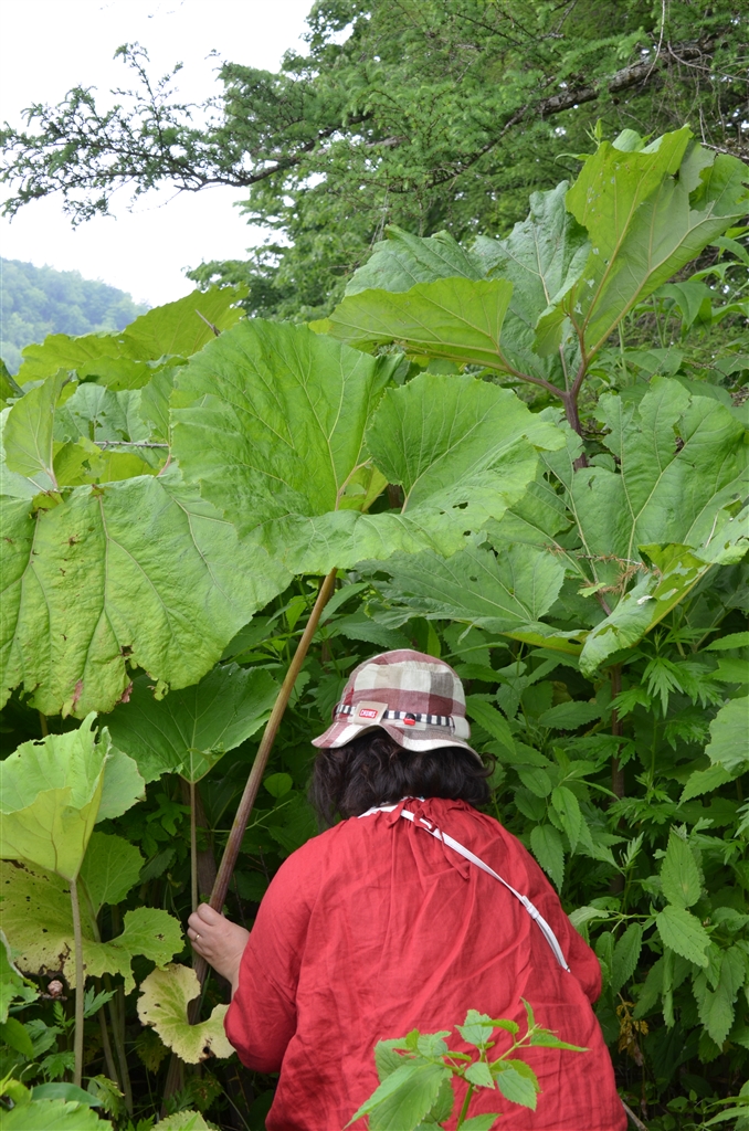 価格.com - ニコン D7000 ボディ 北国SEVENさん のクチコミ掲示板投稿画像・写真「花換えましょう♪」[2795264]