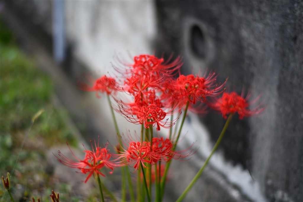 価格.com - ニコン D850 ボディ camepongさん のクチコミ掲示板投稿画像・写真「AF-S NIKKOR 58mm f/1 ...