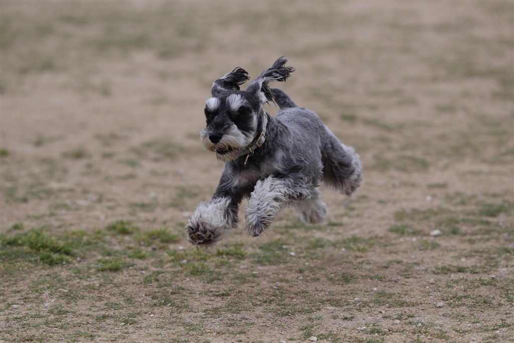価格.com - 『1DX2とサンニッパ』CANON EOS 6D Mark II ボディ カメキューさん のクチコミ掲示板投稿画像・写真「ご ...