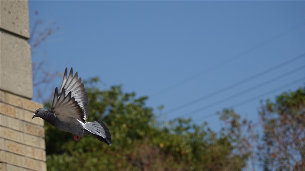 価格.com - 『反応遅すぎ』SONY サイバーショット DSC-RX10M4 下手な鉄砲打ちさん のクチコミ掲示板投稿画像・写真「10M3 ...