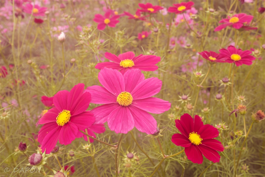 価格.com - 『どのように表現するかは、作者の自由だと思う。（RAW）』富士フイルム FUJIFILM X-T2 ボディ ダポンさん の ...