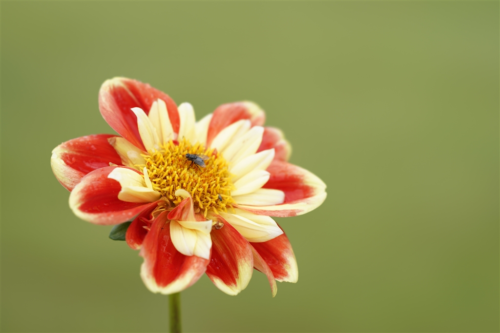 価格.com - 『静寂』SONY α7R III ILCE-7RM3 ボディ よくある街角さん のクチコミ掲示板投稿画像・写真「3本目の ...