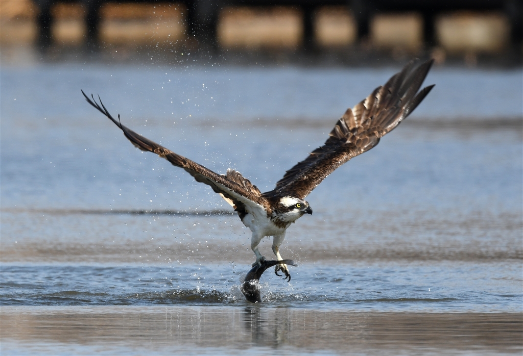 価格.com - 『サルベージ成功！』 デジタル一眼カメラ 太吉さんのクチコミ掲示板投稿画像・写真「価格コム限定「モーキンズ」結成。第十五弾 ...