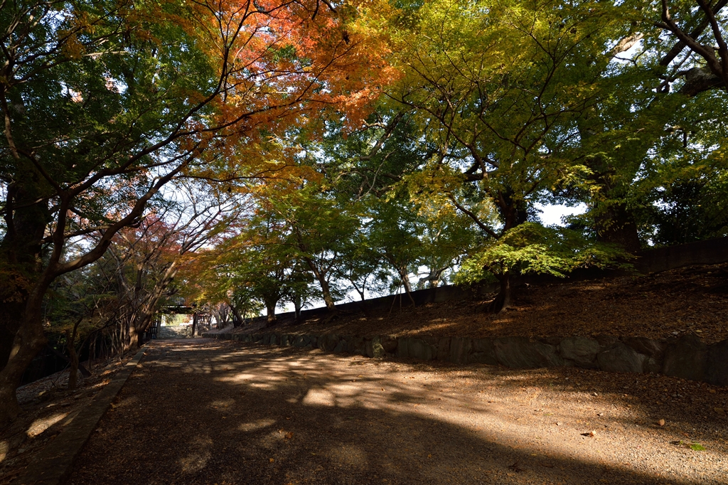 価格.com - 『Df + 18-35mm/f3.5-4.5』ニコン D500 ボディ レトロとデジタルさん のクチコミ掲示板投稿画像・写真 ...