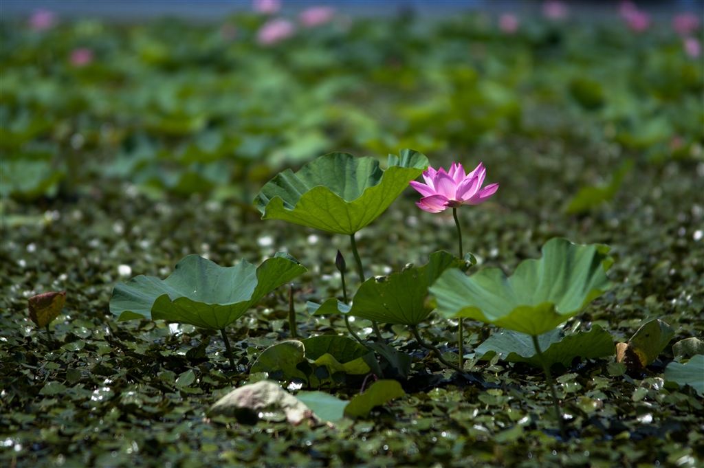 価格.com - TAMRON SP AF70-200mm F/2.8 Di LD [IF] MACRO (Model A001 ...