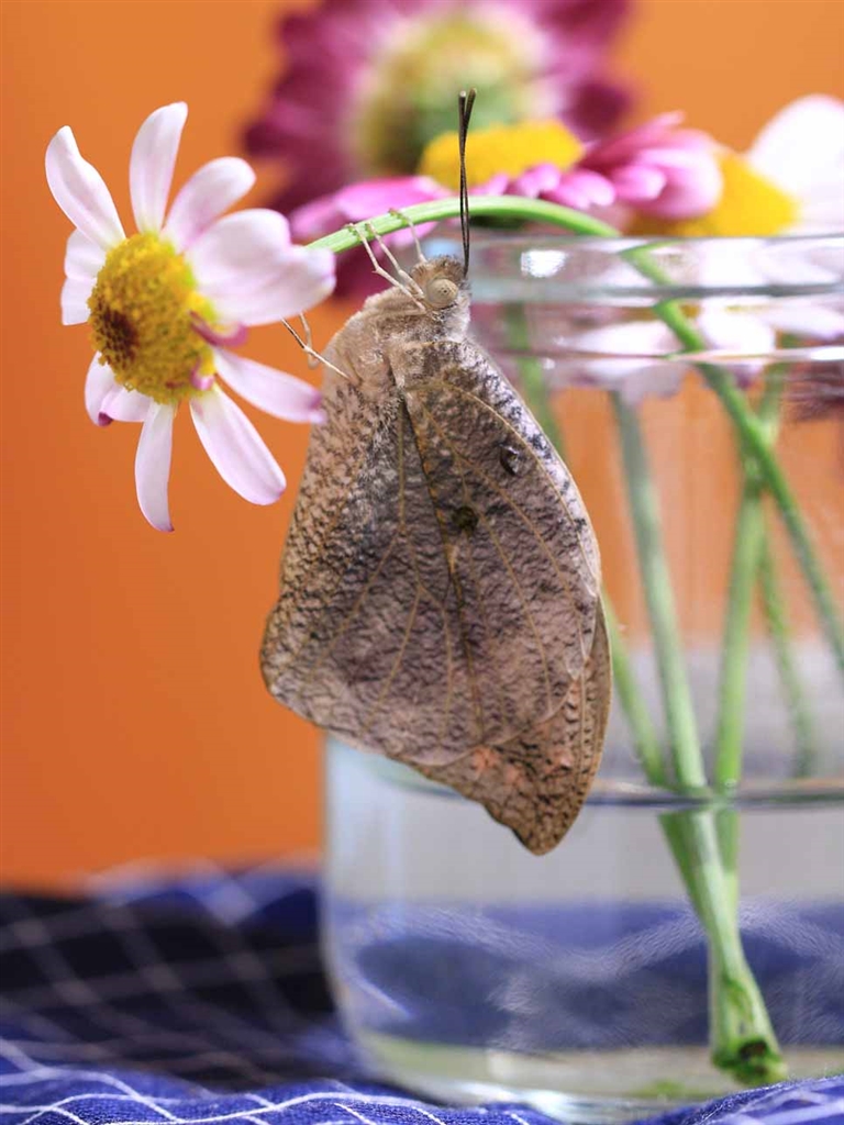 価格.com - 『画像3：羽化した蝶（70D＋100mm＋三脚＋手持ちのLEDライト）』CANON EF-S60mm F2.8 マクロ ...