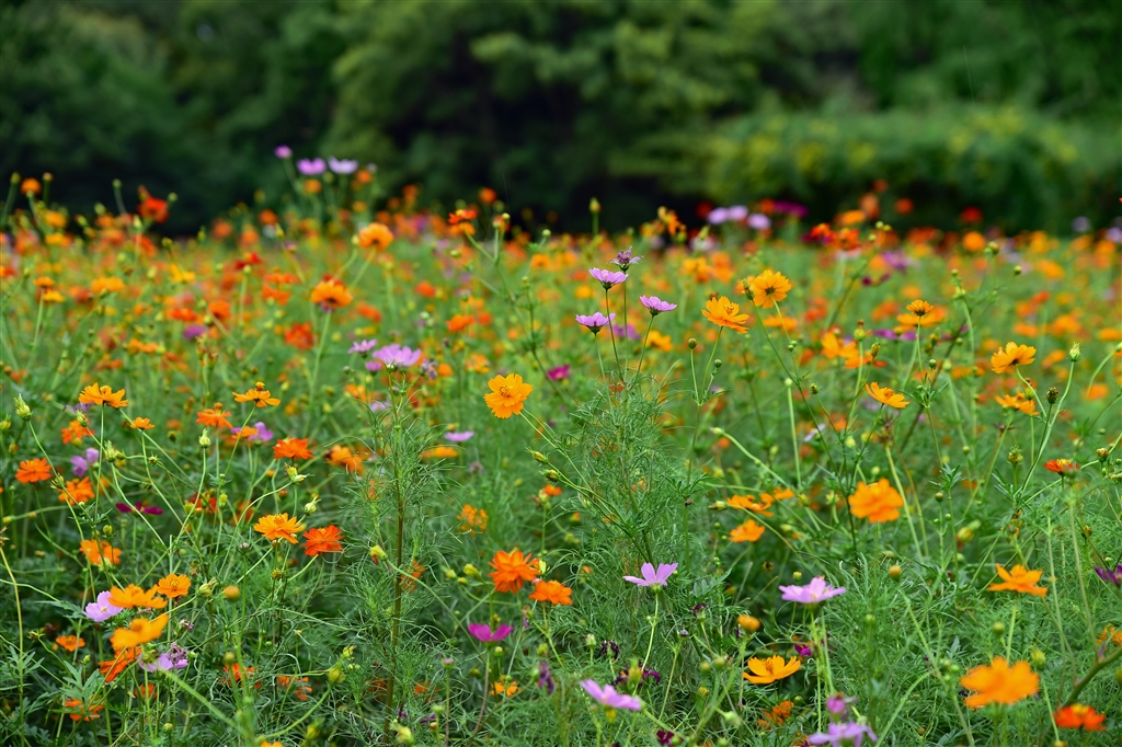 価格.com - ニコン D4S ボディ shuu2さん のクチコミ掲示板投稿画像・写真「今更ですが買っちゃいました」[3067930]