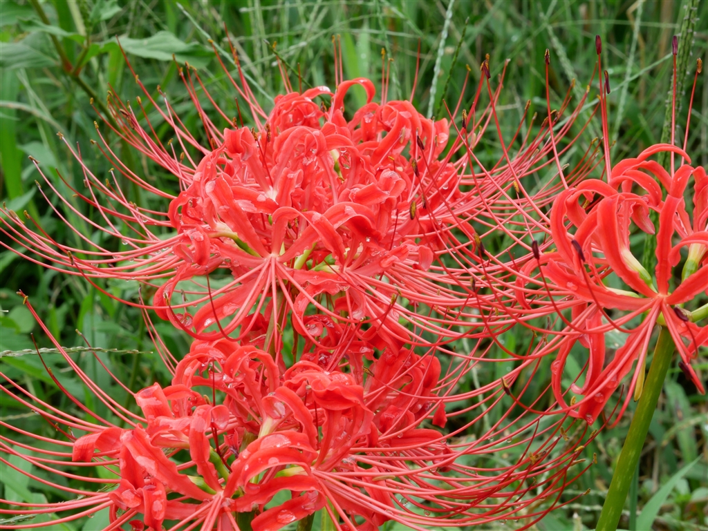 価格.com - オリンパス M.ZUIKO DIGITAL 45mm F1.8 [ブラック] 量子の風さん のクチコミ掲示板投稿画像・写真 ...