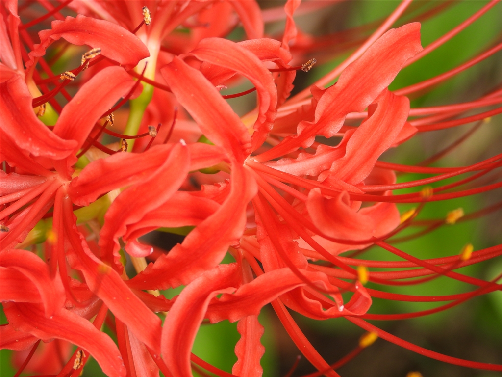 価格.com - ニコン COOLPIX P1000 koujiijiさん のクチコミ掲示板投稿画像・写真「すぐに値下がりの予感」[3073676]