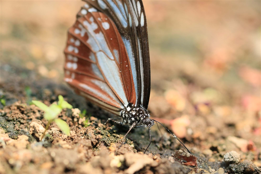 価格.com - 『画像1：アサギマダラ（APS-C＋100mmマクロ、トリミングなし）』シグマ APO MACRO 150mm F2.8 ...