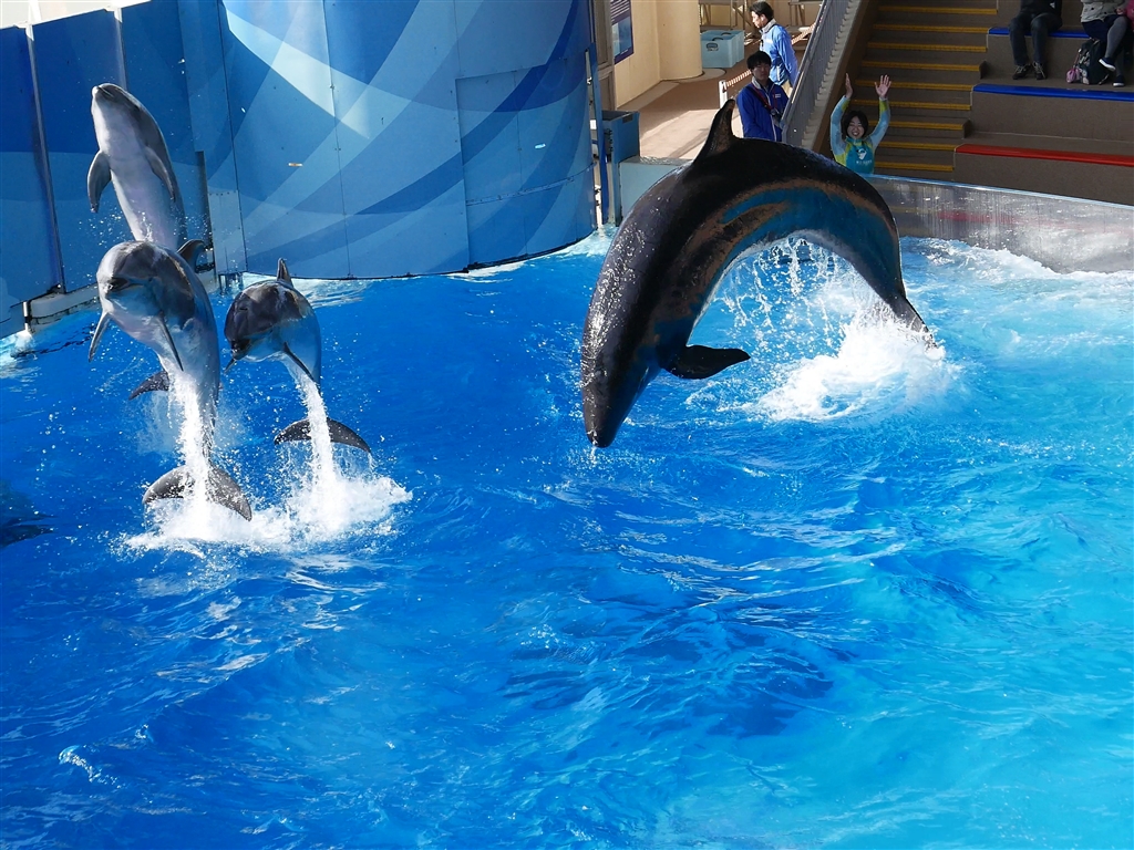 価格.com - パナソニック LUMIX DMC-FZ300 カメ新さん のクチコミ掲示板投稿画像・写真「買い替え」[3095393]