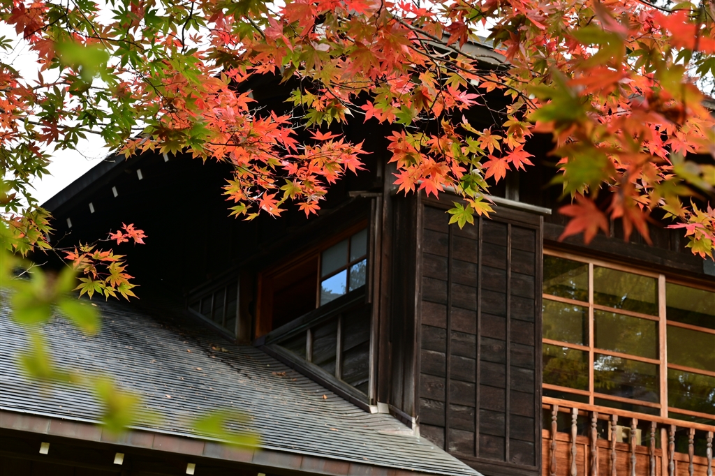 価格.com - SONY α6000 ILCE-6000L パワーズームレンズキット ニコングレーさん のクチコミ掲示板投稿画像・写真「一眼 ...