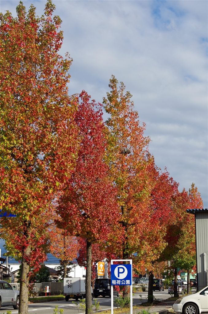 価格.com - 『プラタナス その2』ペンタックス PENTAX K-5 II s ボディ 1/f ゆらぎさん のクチコミ掲示板投稿画像 ...