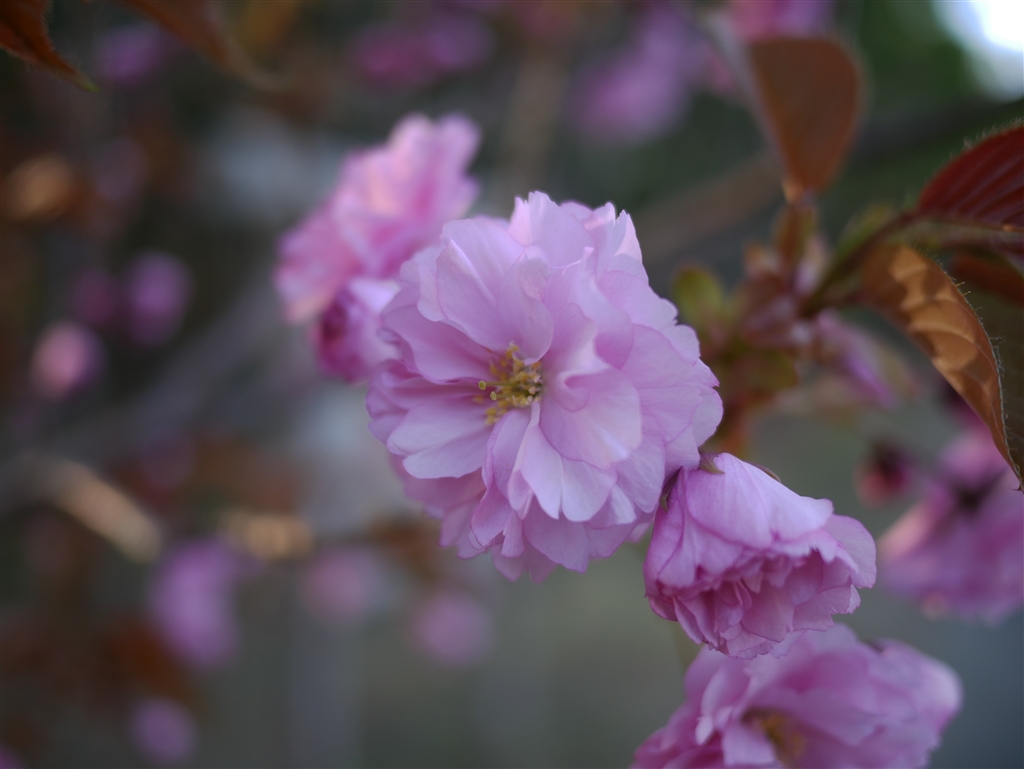 価格.com - 『20F1.7』パナソニック LUMIX DMC-G8M 標準ズームレンズキット masumasukunさん のクチコミ ...
