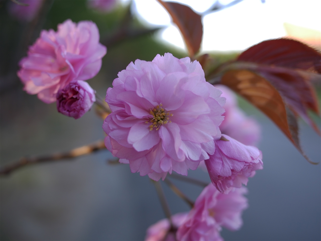 価格.com - 『20F1.7で絞りF2.2』パナソニック LUMIX DMC-G8M 標準ズームレンズキット masumasukunさん ...