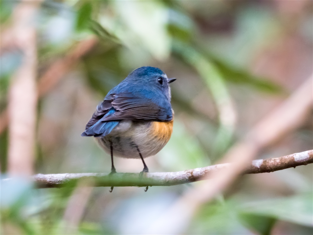 価格.com - 『暗い場所だったので ISO1600 SS1/30から始めていますが よく見るとブレが』ニコン COOLPIX P1000 ...