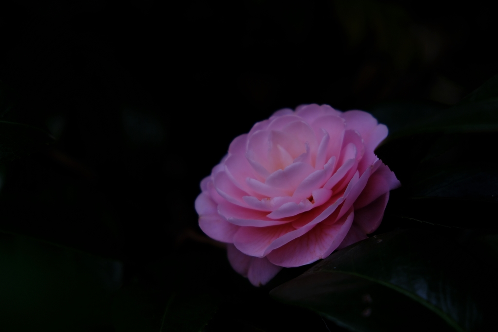 価格.com - 富士フイルム FUJIFILM X-T20 レンズキット 白いクマーさん のクチコミ掲示板投稿画像・写真「X-T20で、撮っ ...