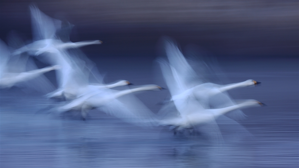 価格.com - 『白鳥の流し撮り 1／5sec』SONY α9 ILCE-9 ボディ 夕方のお友達さん のクチコミ掲示板投稿画像・写真「α9 ...