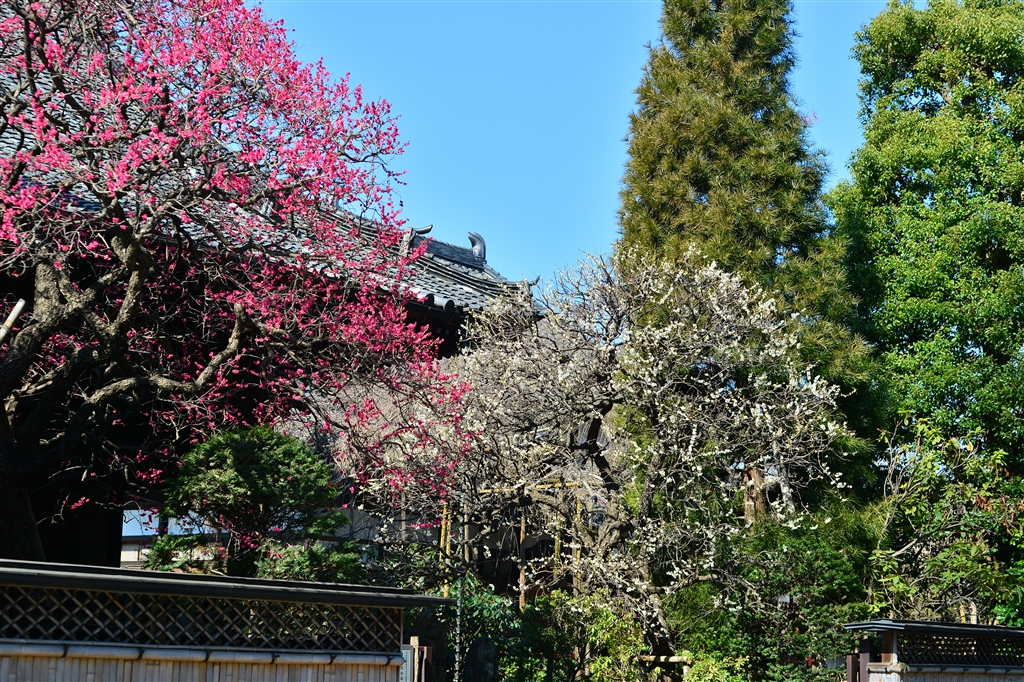 価格.com - デジタルカメラ ニコングレーさんのクチコミ掲示板投稿画像・写真「『 春追い人 』」[3165387]"