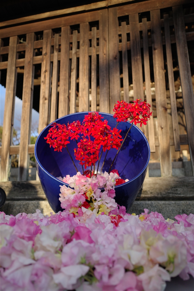 価格.com - 『1/1250 F2.8 ISO400 スタンダード＋彩度』リコー RICOH GR III パプポルエさん のクチコミ ...