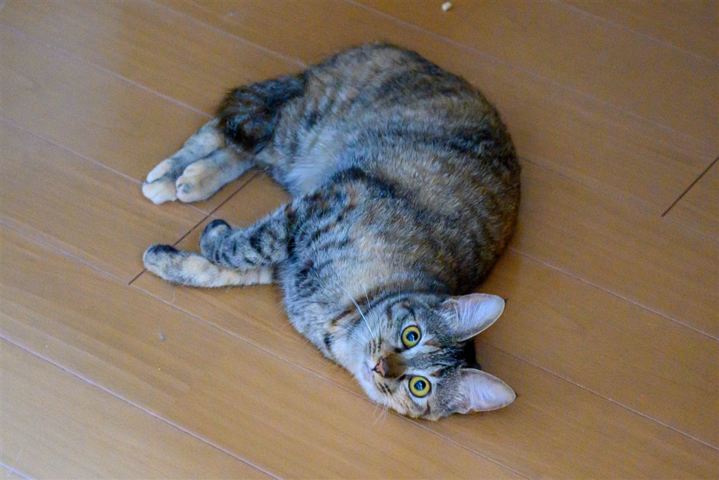 価格.com - ニコン Z 7 24-70 レンズキット Kyushuwalkerさん のクチコミ掲示板投稿画像・写真「Z7の高感度撮影に ...